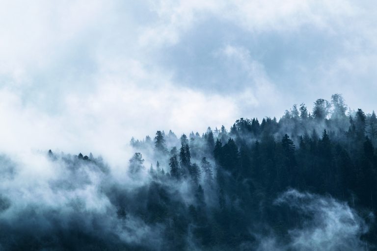 DroneSeed Uses Drones in Post-wildfire Re-planting Project