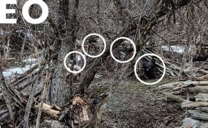 Teal Drones Launches the Teal 2 to Dominate Night Ops